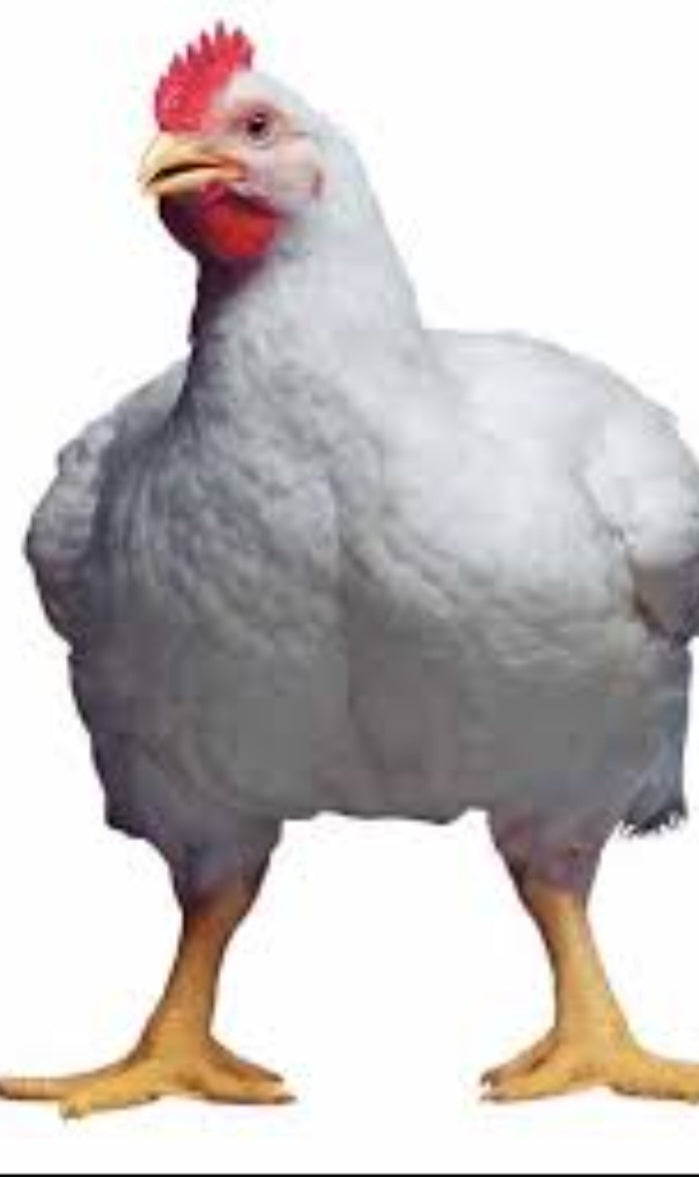 10 Stück Bruteier Ross 308 Masthähnchen, schnellwachsende Broiler, Mas ...